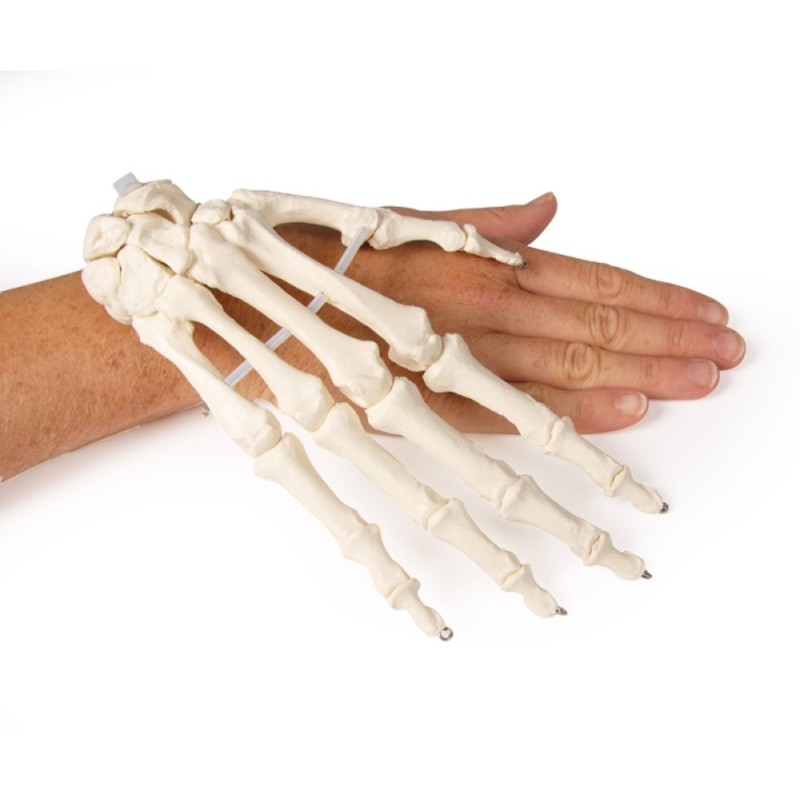Erler-Zimmer Hand Skeleton Anatomy Model - LabWorld.co.uk